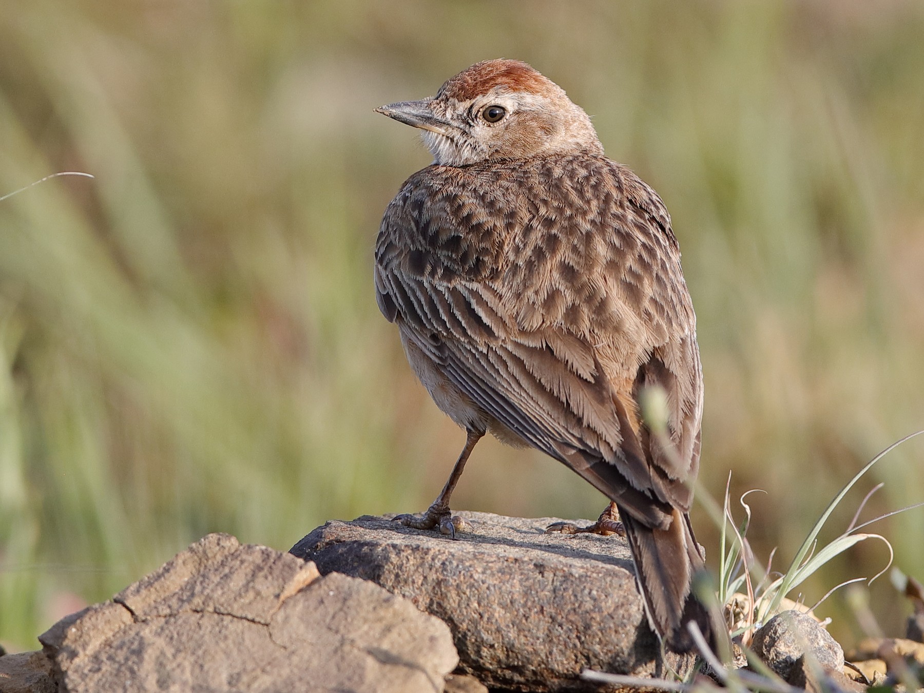 Red-capped Lark - eBird