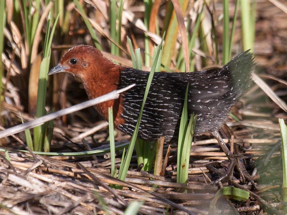 Red-chested Flufftail - eBird