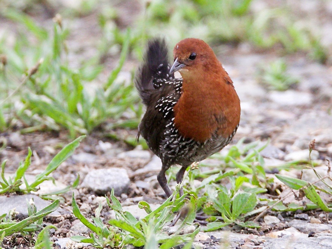 Red-chested Flufftail - eBird