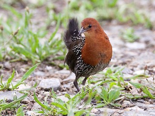 Red-chested Flufftail - eBird