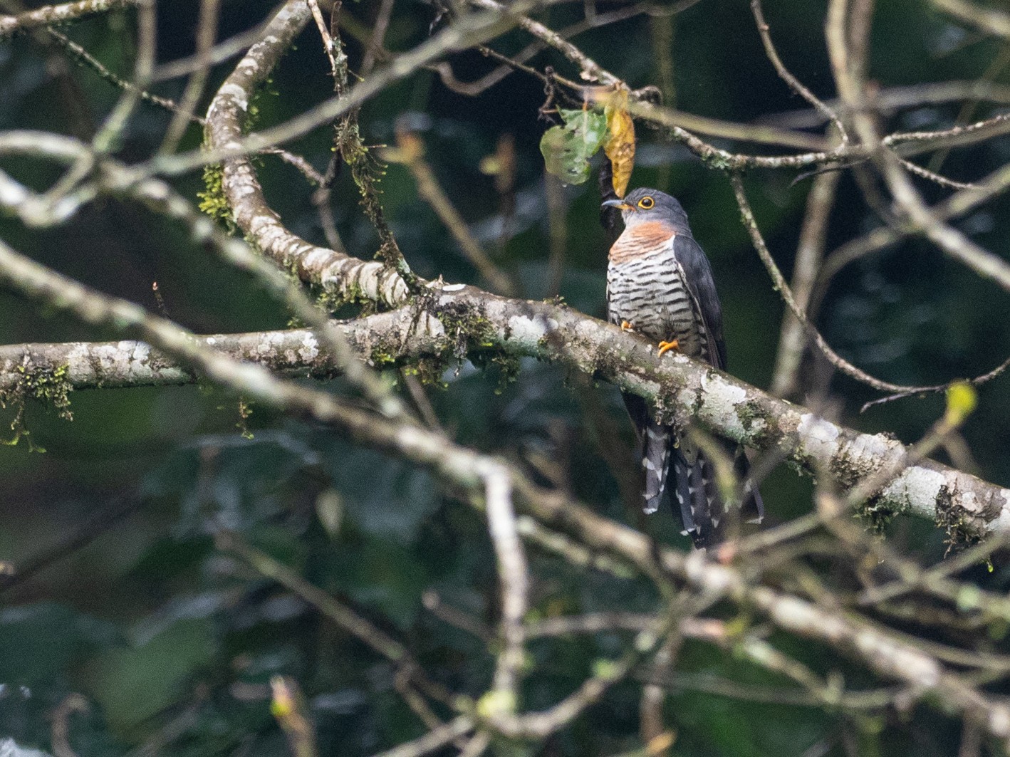 Red-chested Cuckoo - eBird