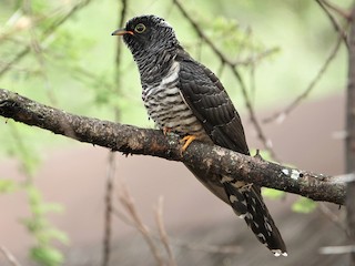 Red-chested Cuckoo - eBird