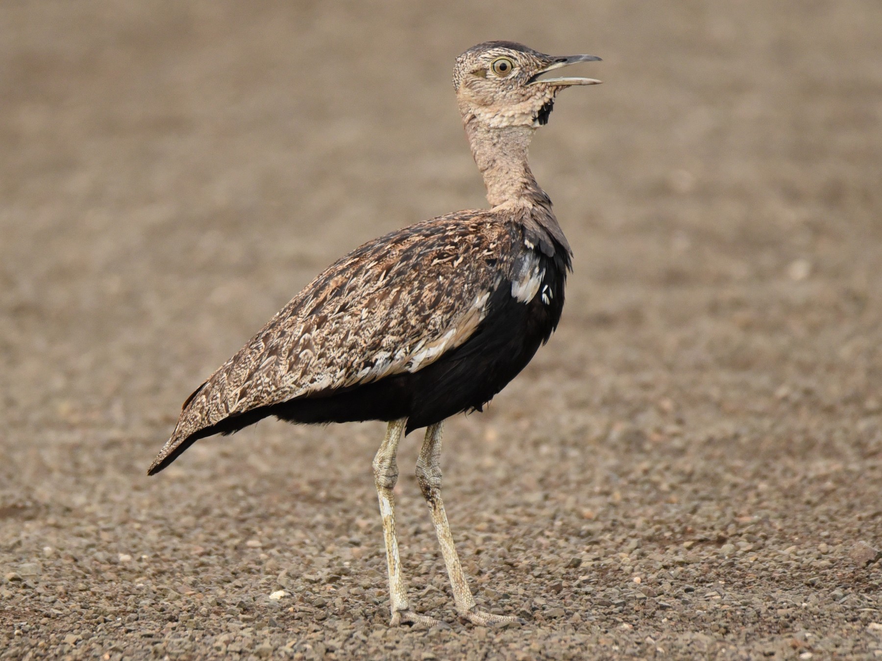 Red-crested Bustard - eBird