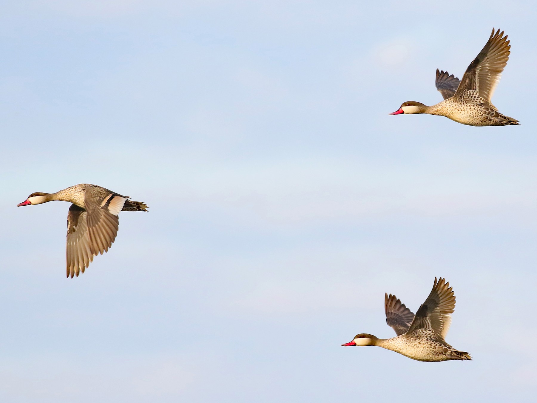 Red-billed Duck - eBird