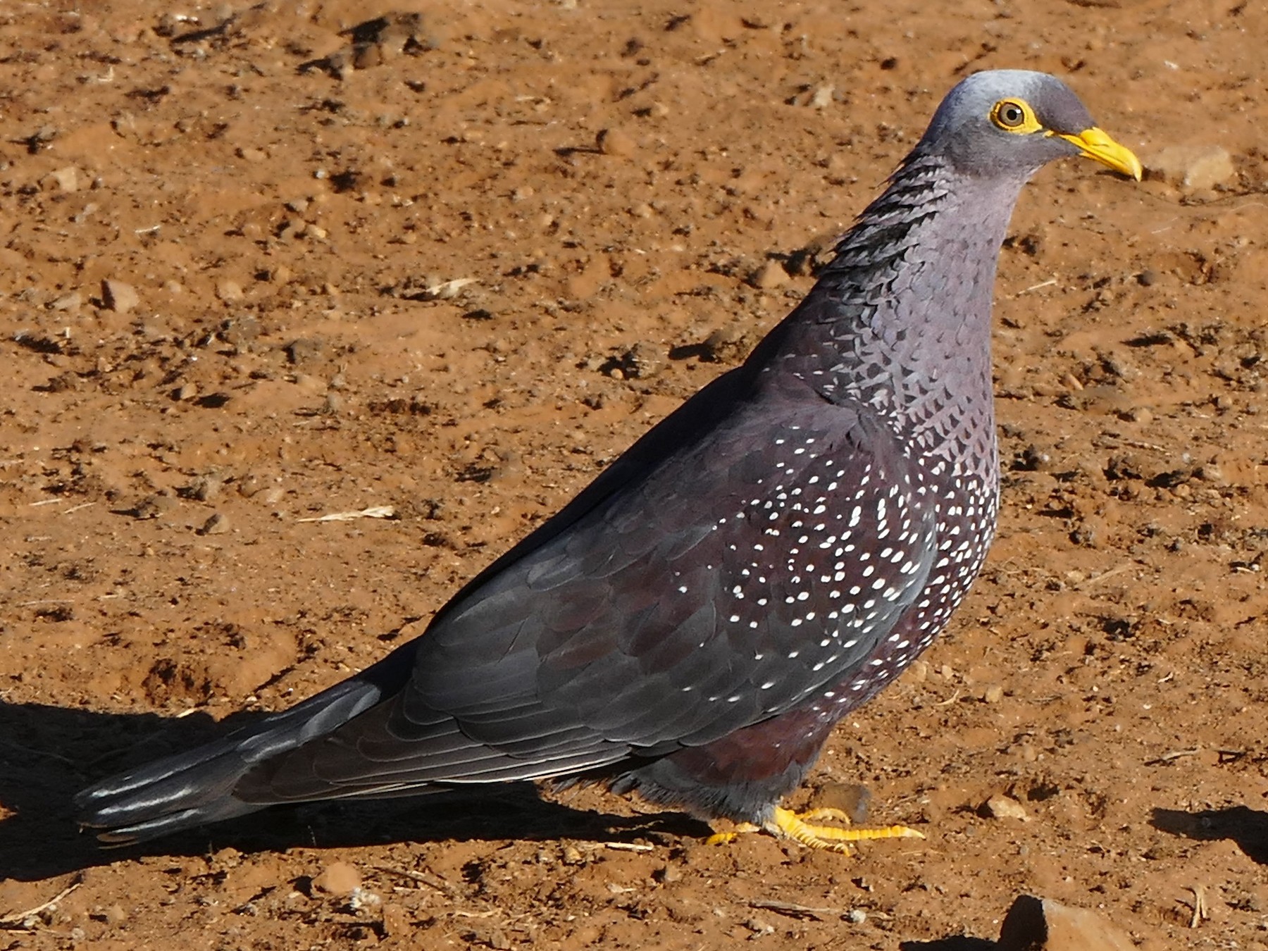 Rameron Pigeon - eBird