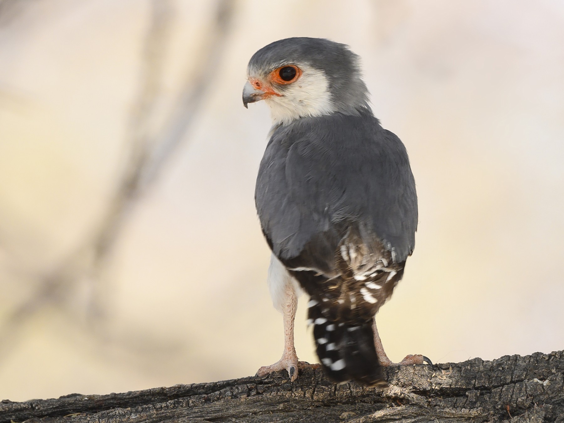 Pygmy Falcon - eBird