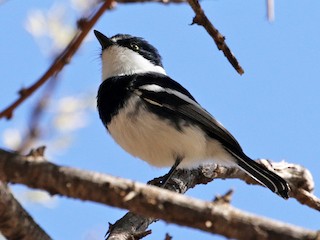 pririt batis - eBird