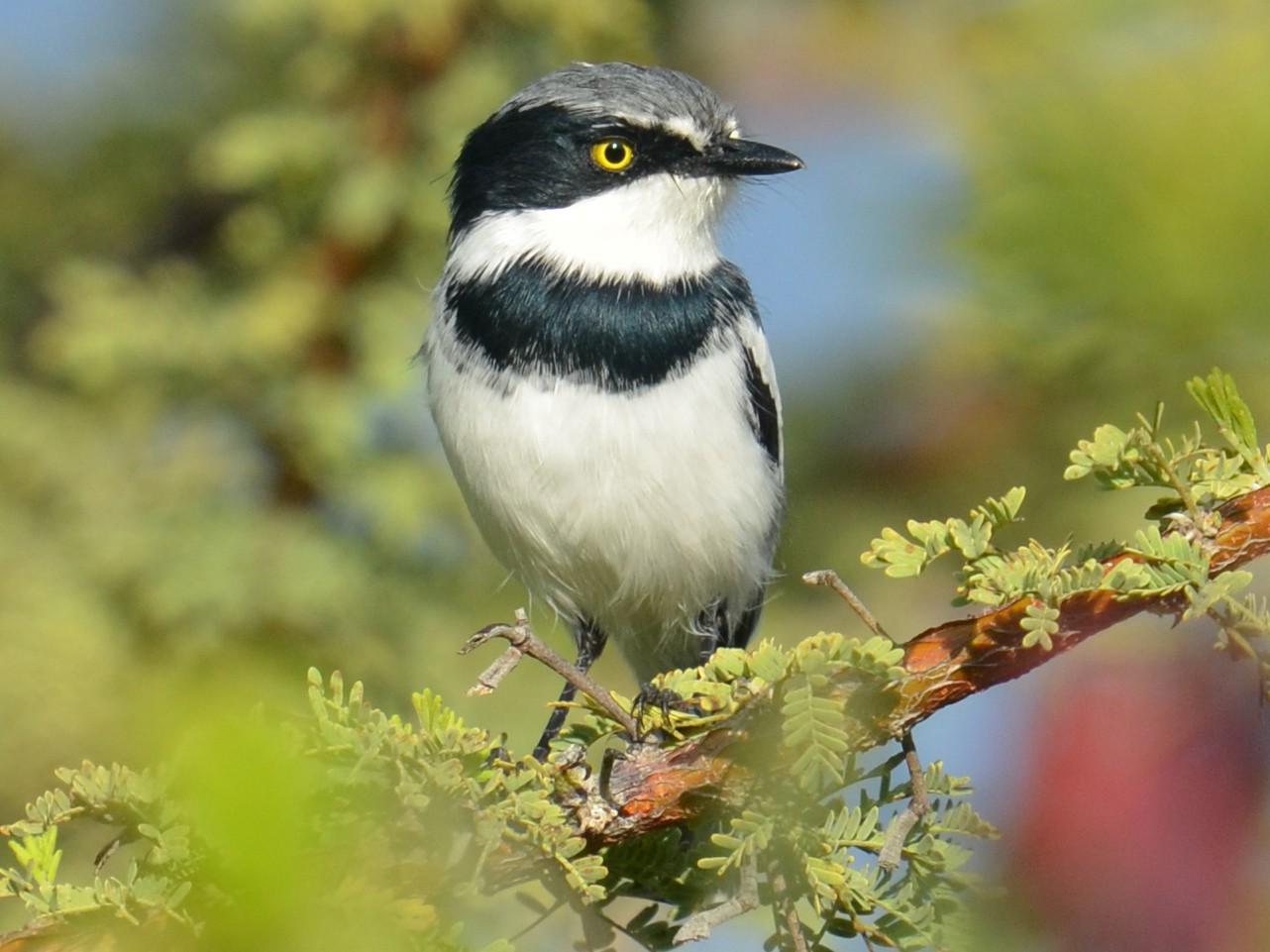 Pririt Batis - eBird