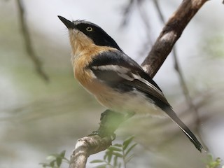Pririt Batis - eBird