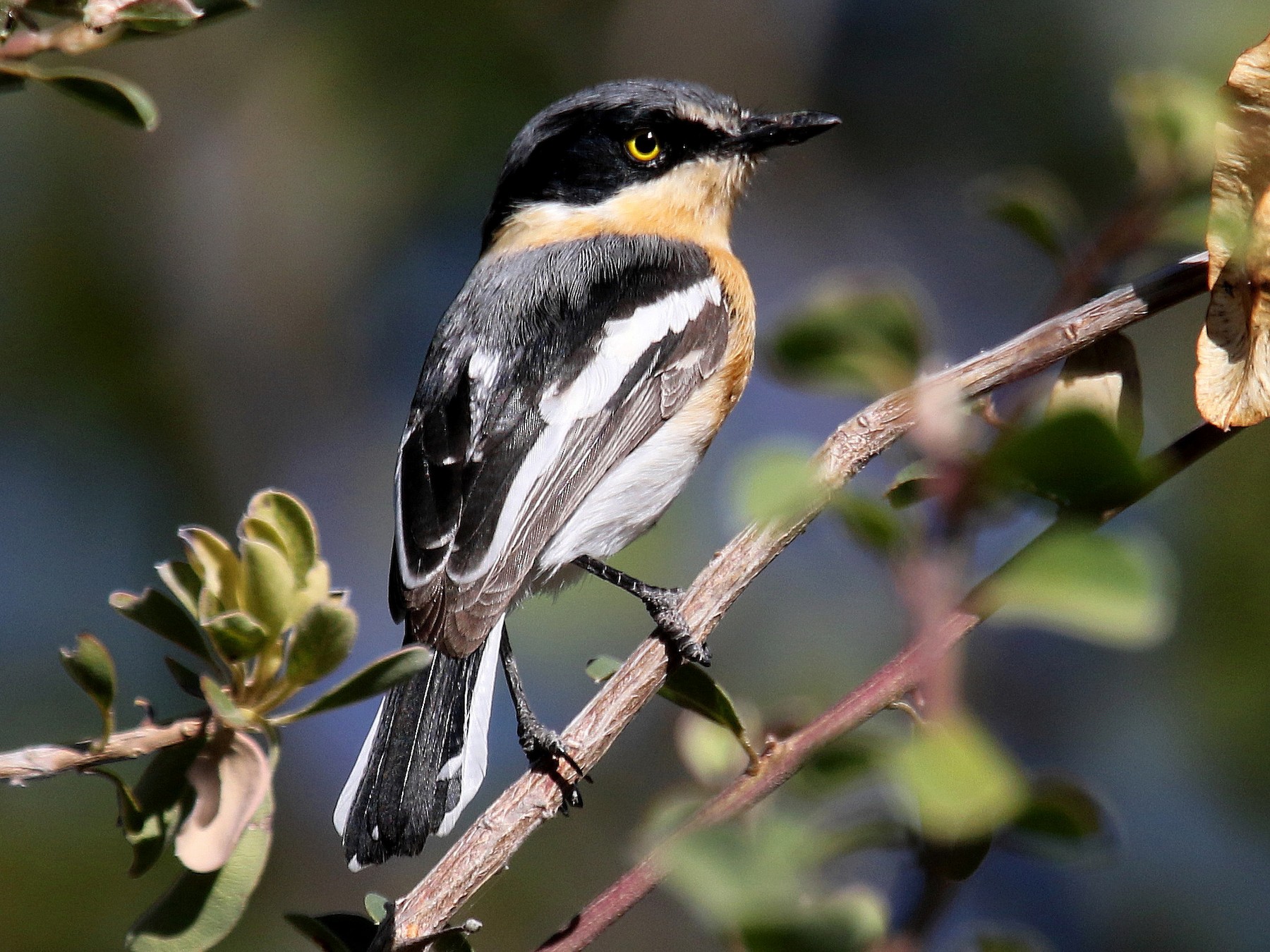 Pririt Batis - eBird