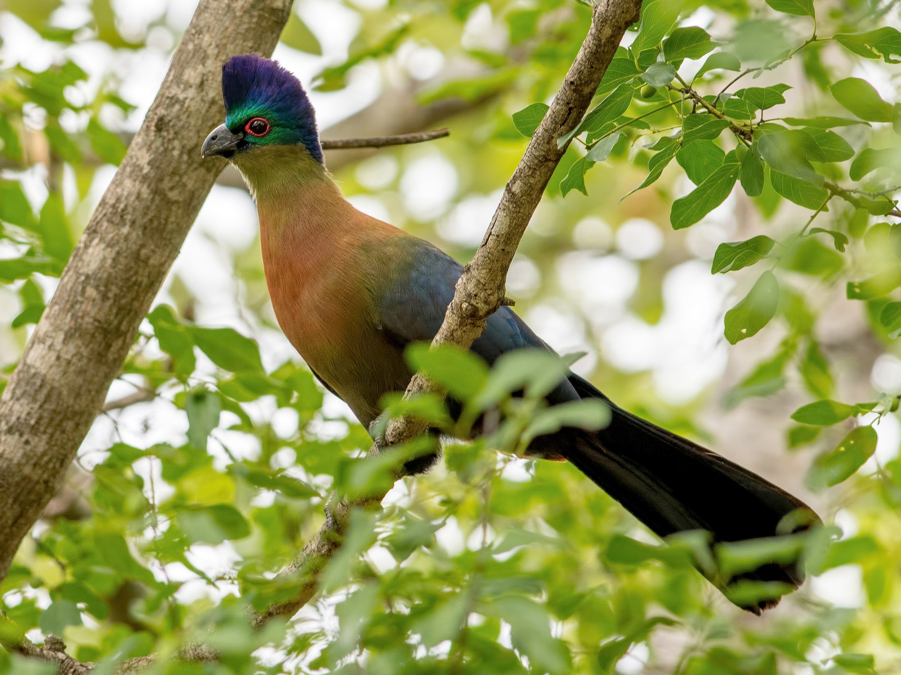 Purple-crested Turaco - eBird
