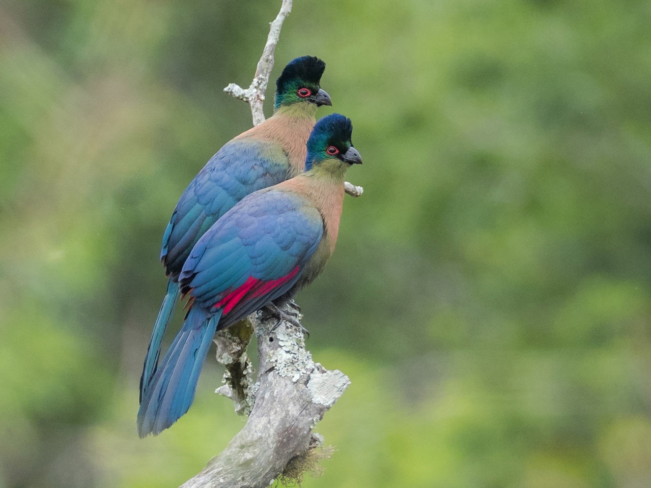 Purple-crested Turaco - eBird