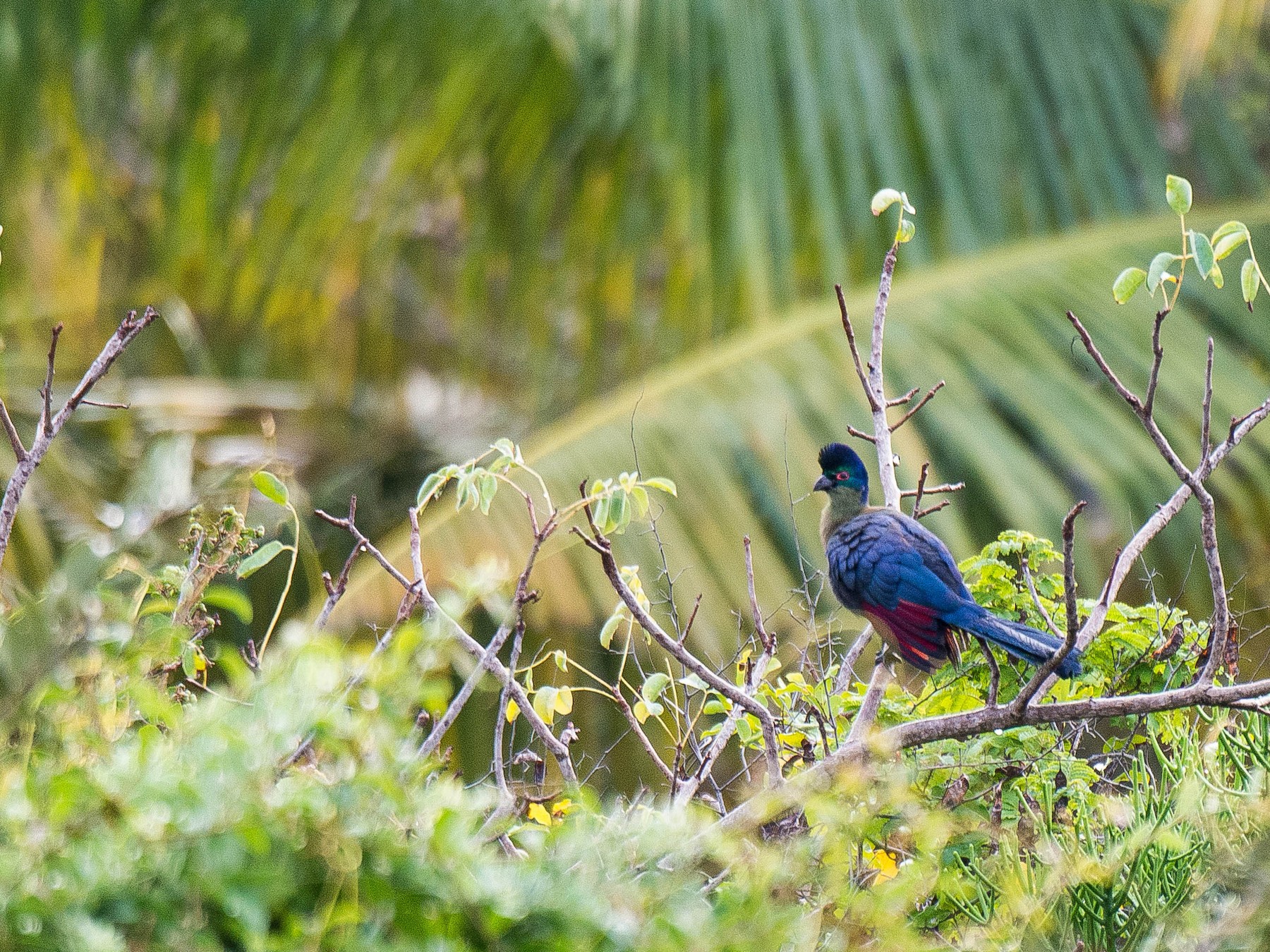 Purple-crested Turaco - eBird