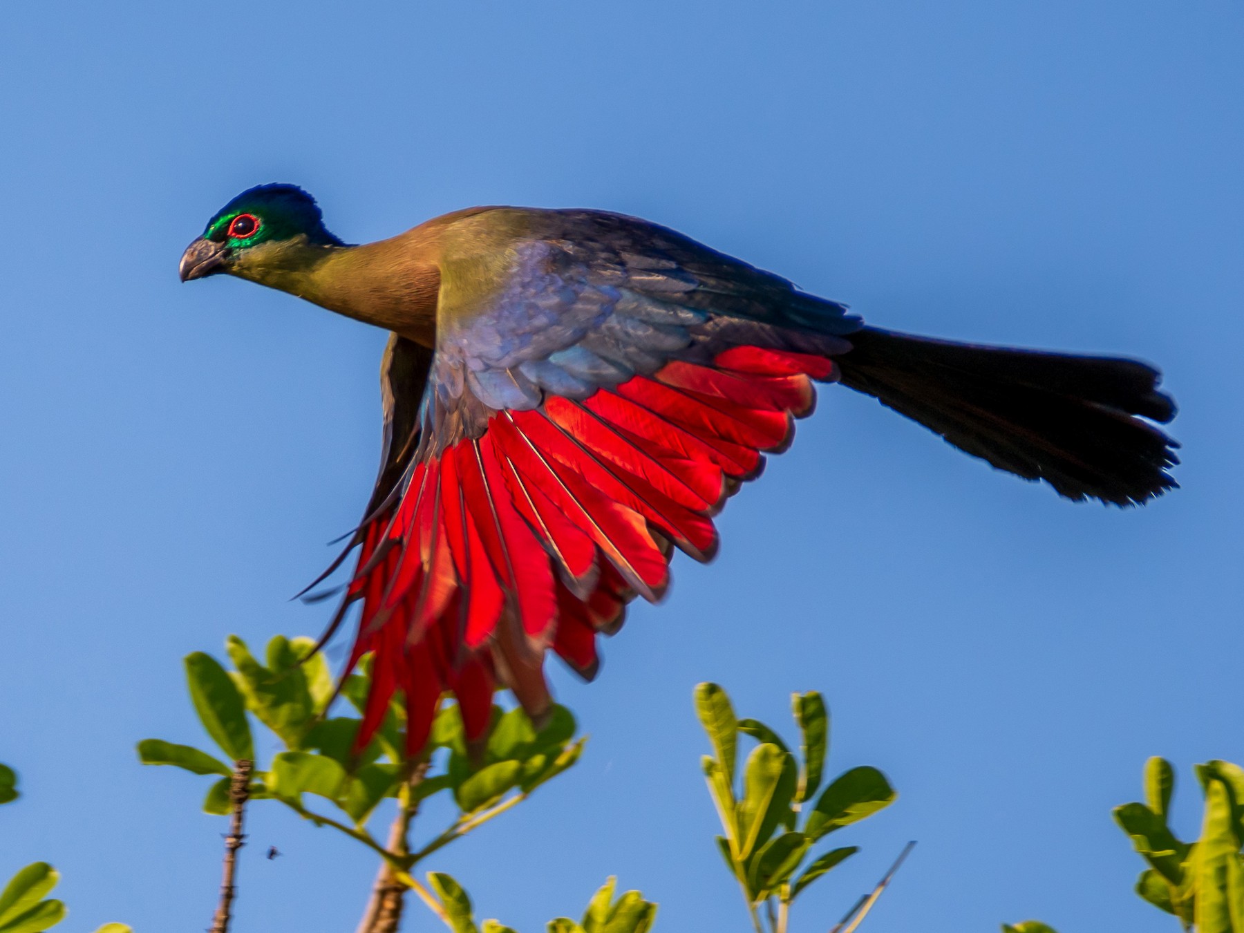 Purple-crested Turaco - eBird