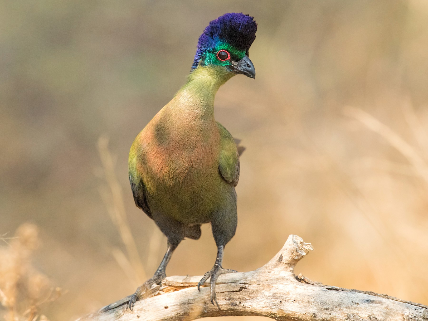 Purple-crested Turaco - eBird