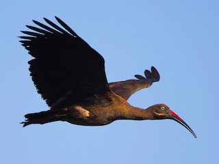 Hadada Ibis - eBird