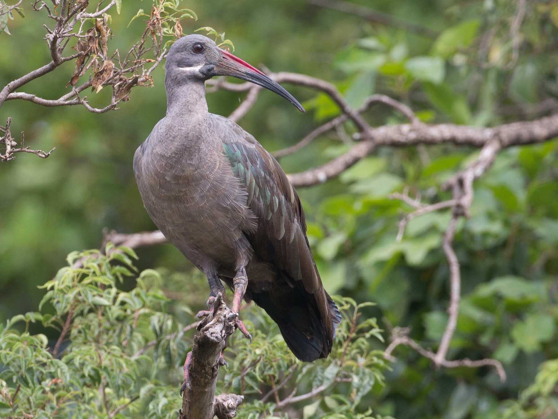 Hadada Ibis - eBird