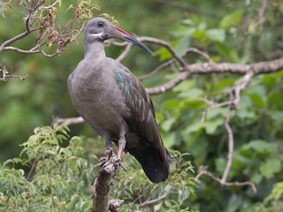 Hadeda Ibis - eBird