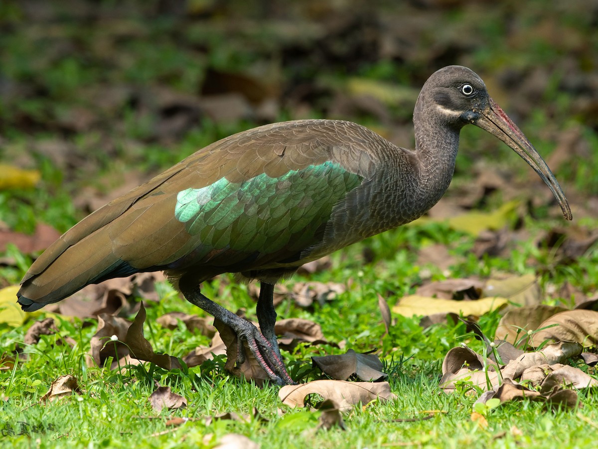 Hadada Ibis - Bostrychia hagedash - Birds of the World