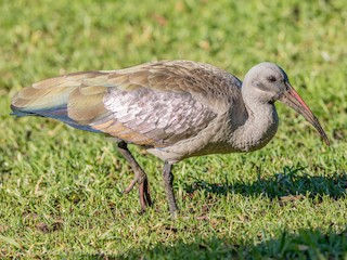 Hadada Ibis - eBird