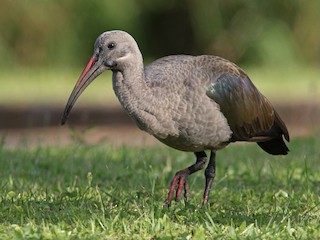Hadada Ibis - eBird