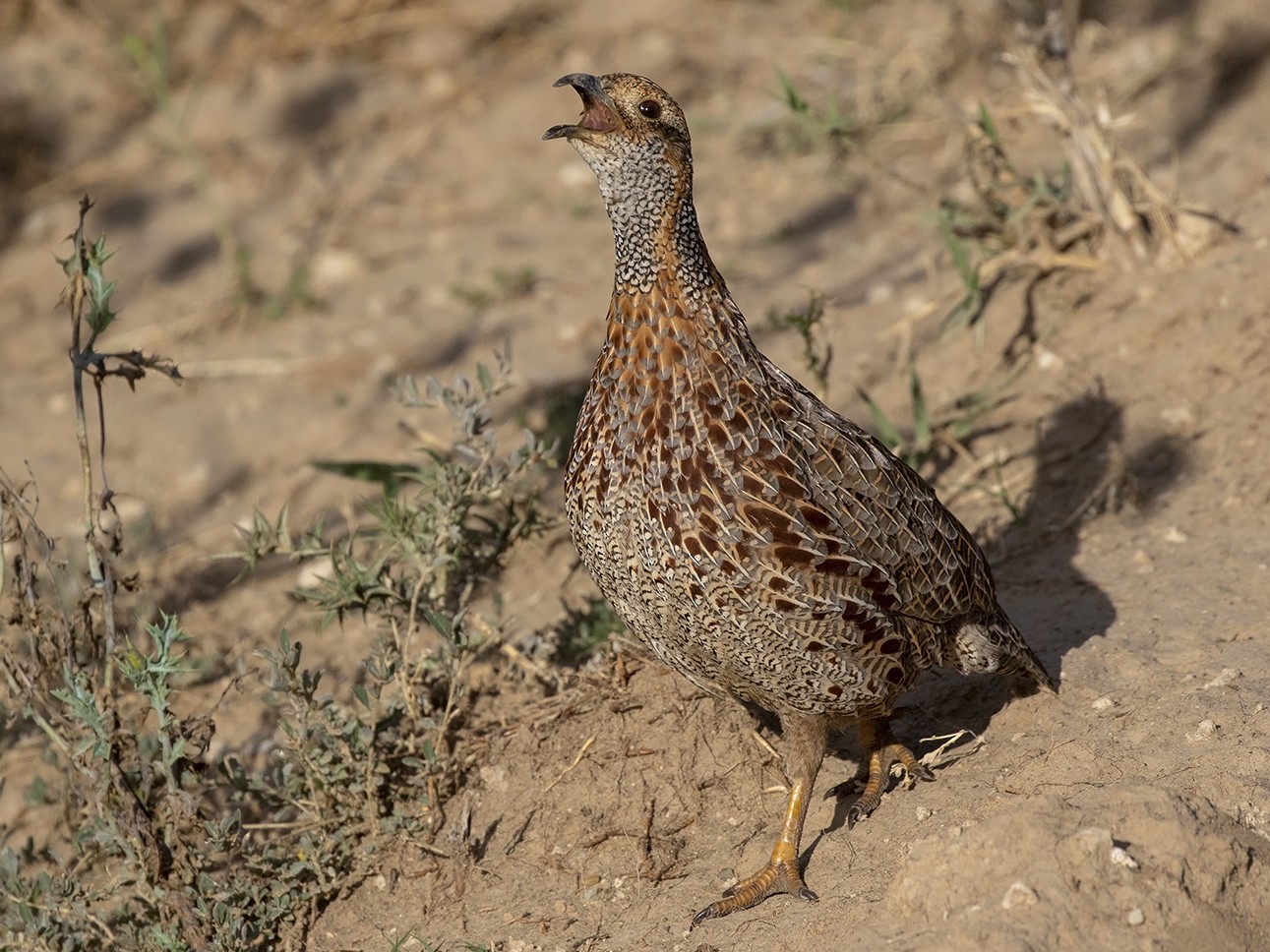 Gray-winged Francolin - eBird