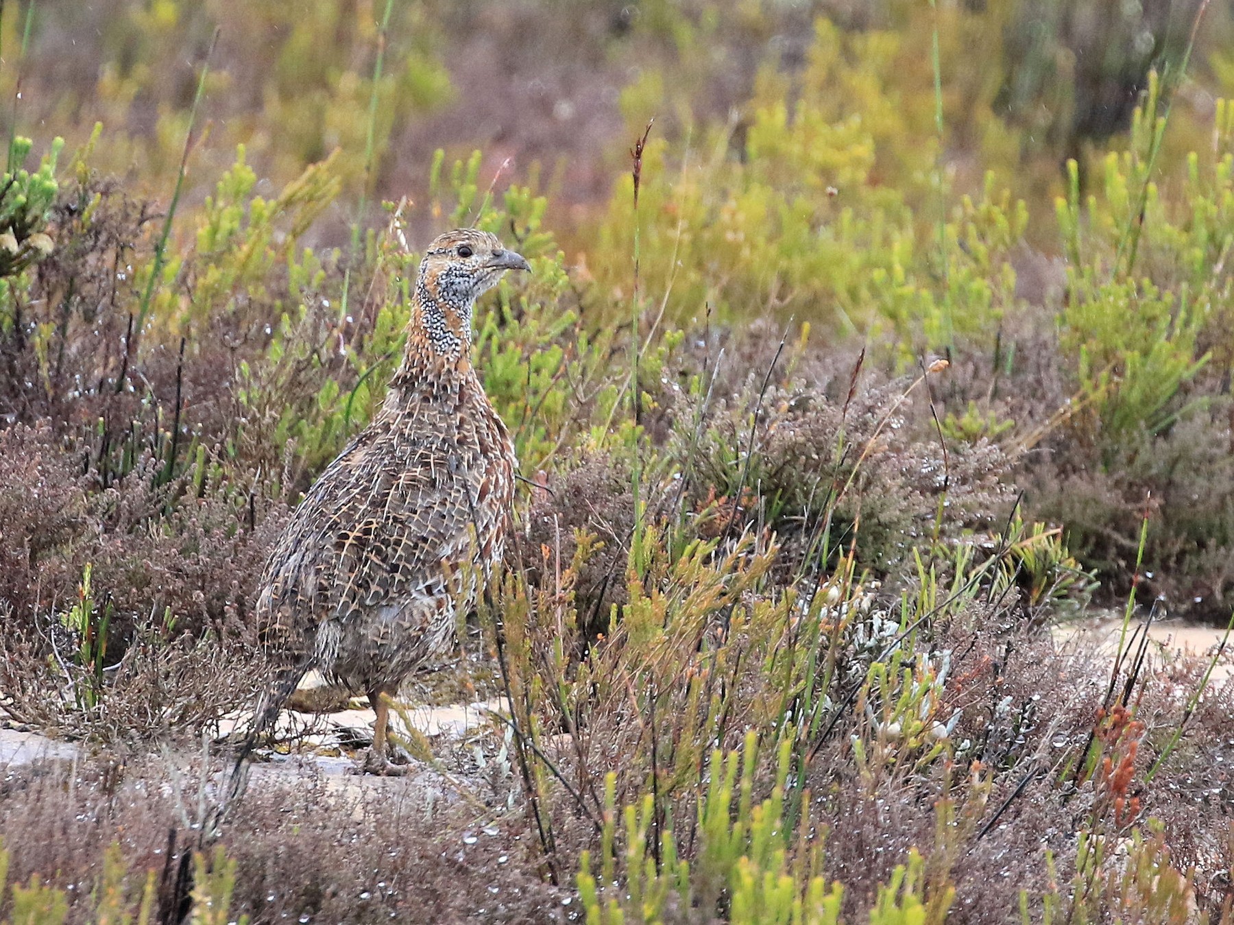 Grey-winged Francolin - eBird