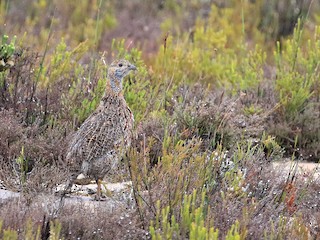Gray-winged Francolin - eBird
