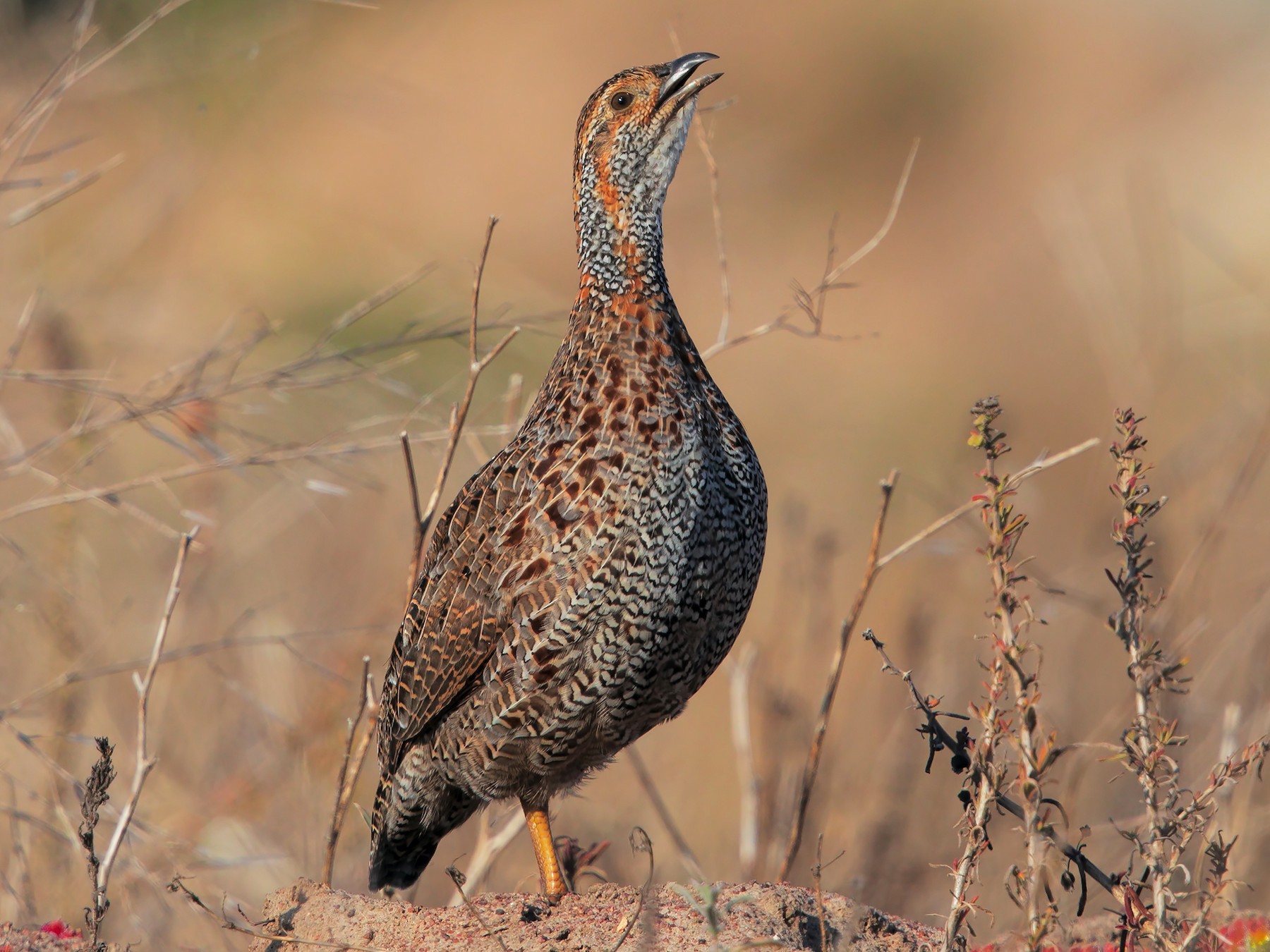 Gray-winged Francolin - eBird