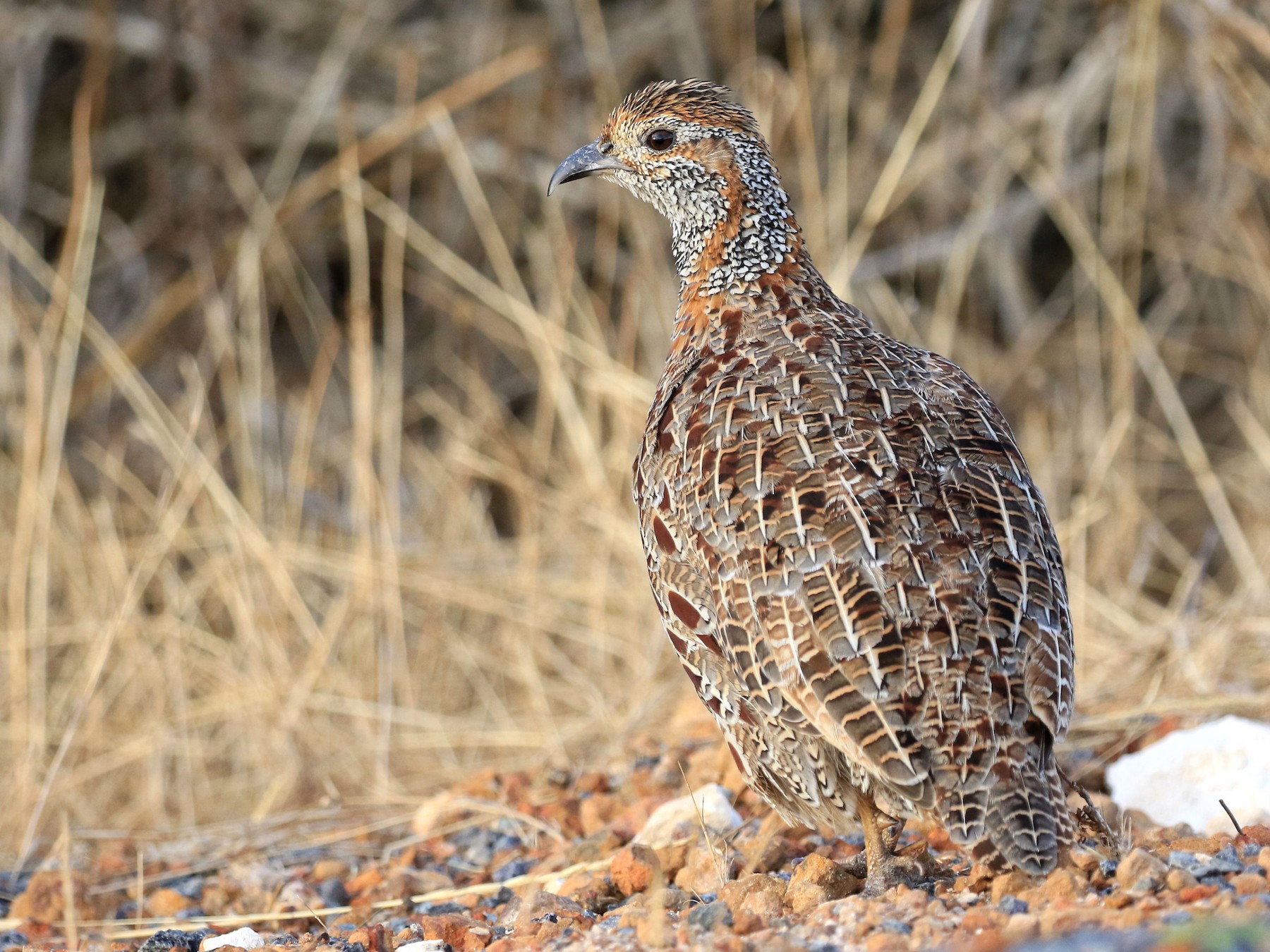 Gray-winged Francolin - eBird