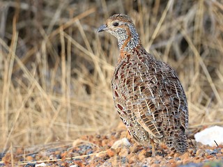 Gray-winged Francolin - eBird