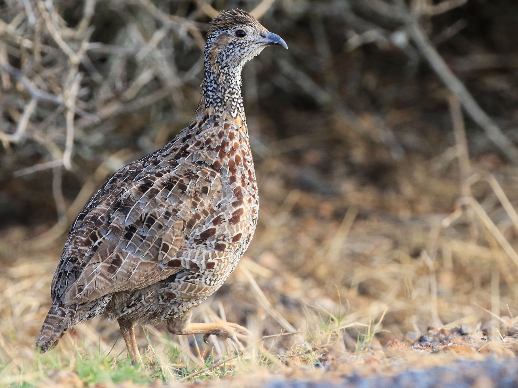 Gray-winged Francolin - eBird
