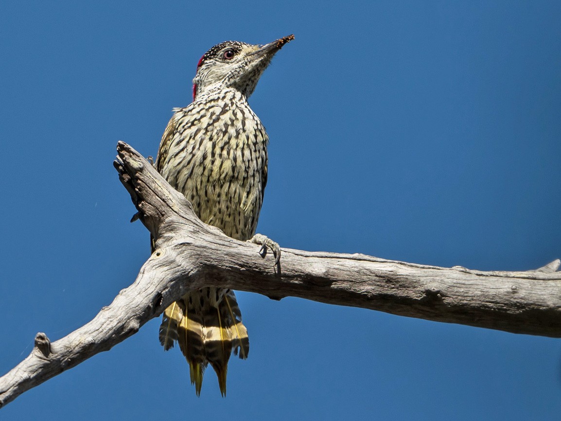 Pito Colidorado - eBird