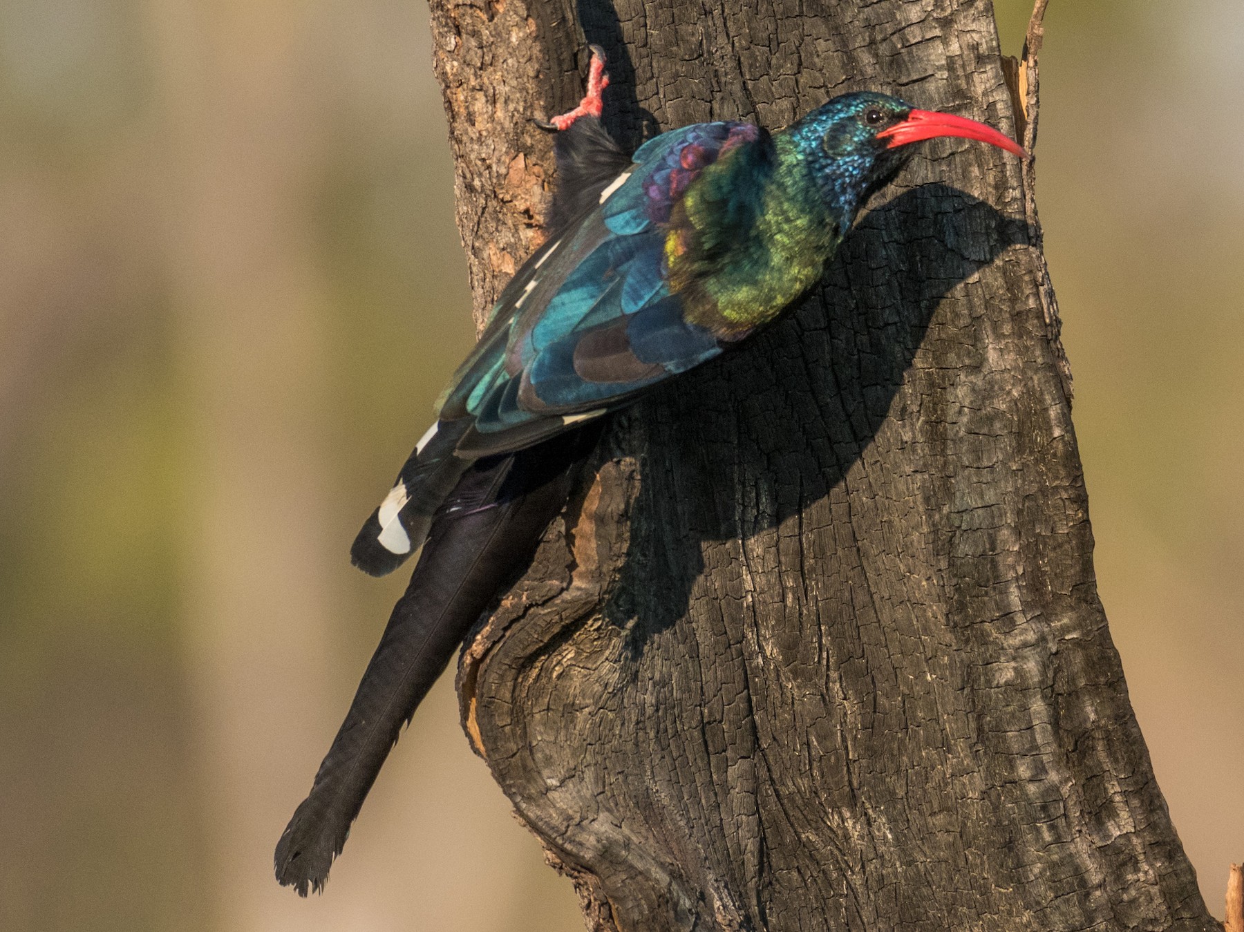 Wood Hoopoe