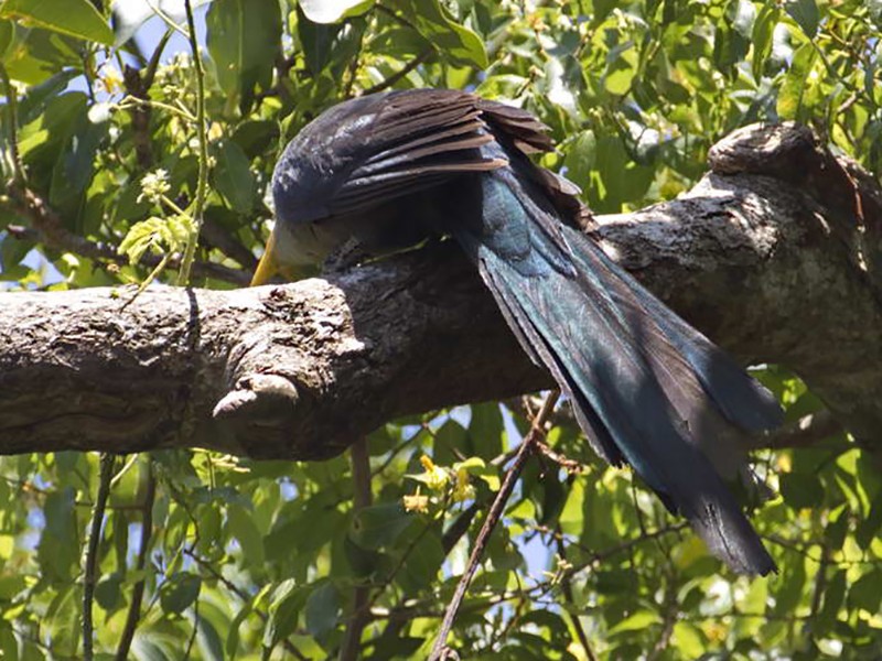 Green Malkoha - eBird