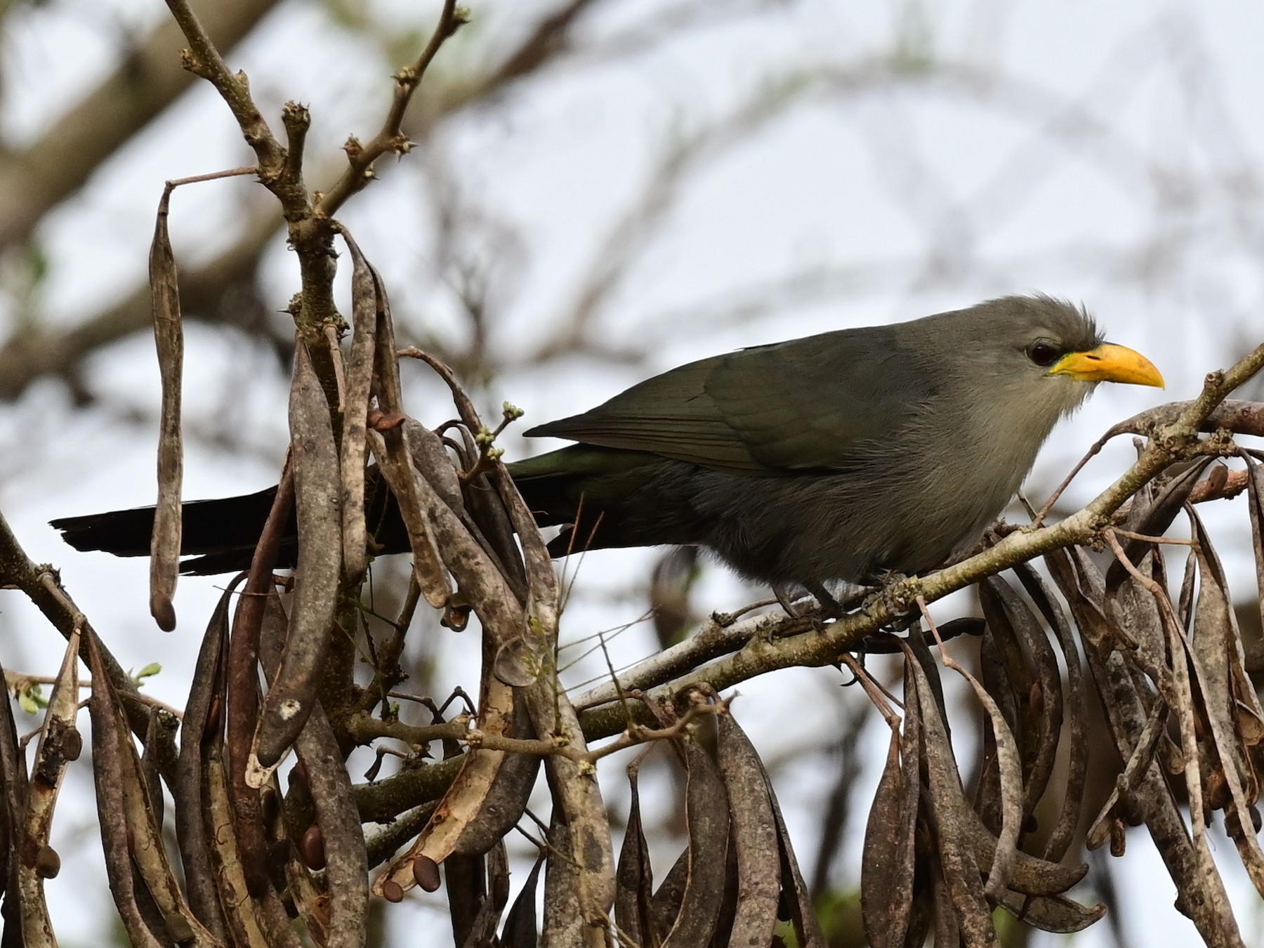 Green Malkoha - eBird