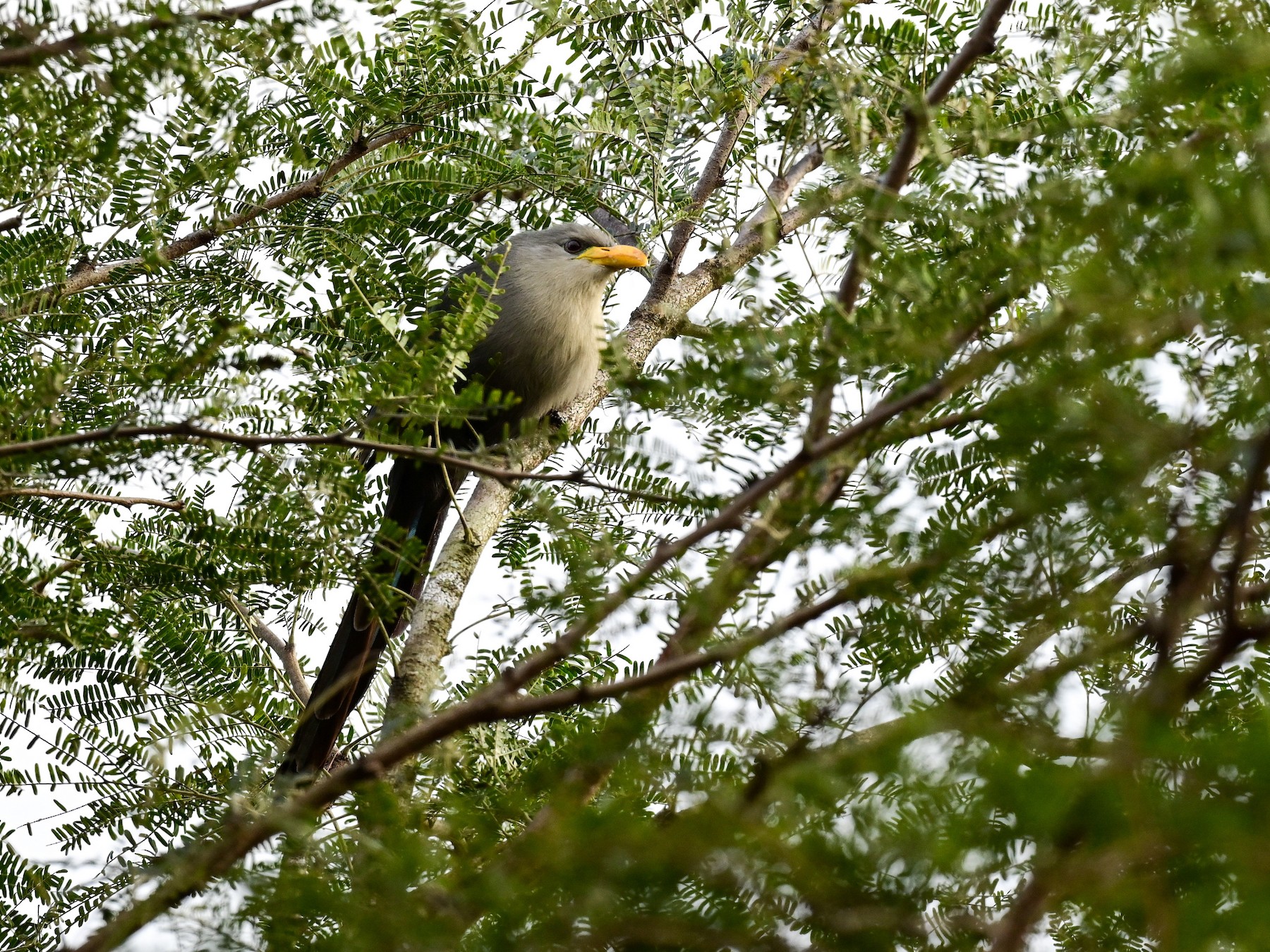 Green Malkoha - eBird