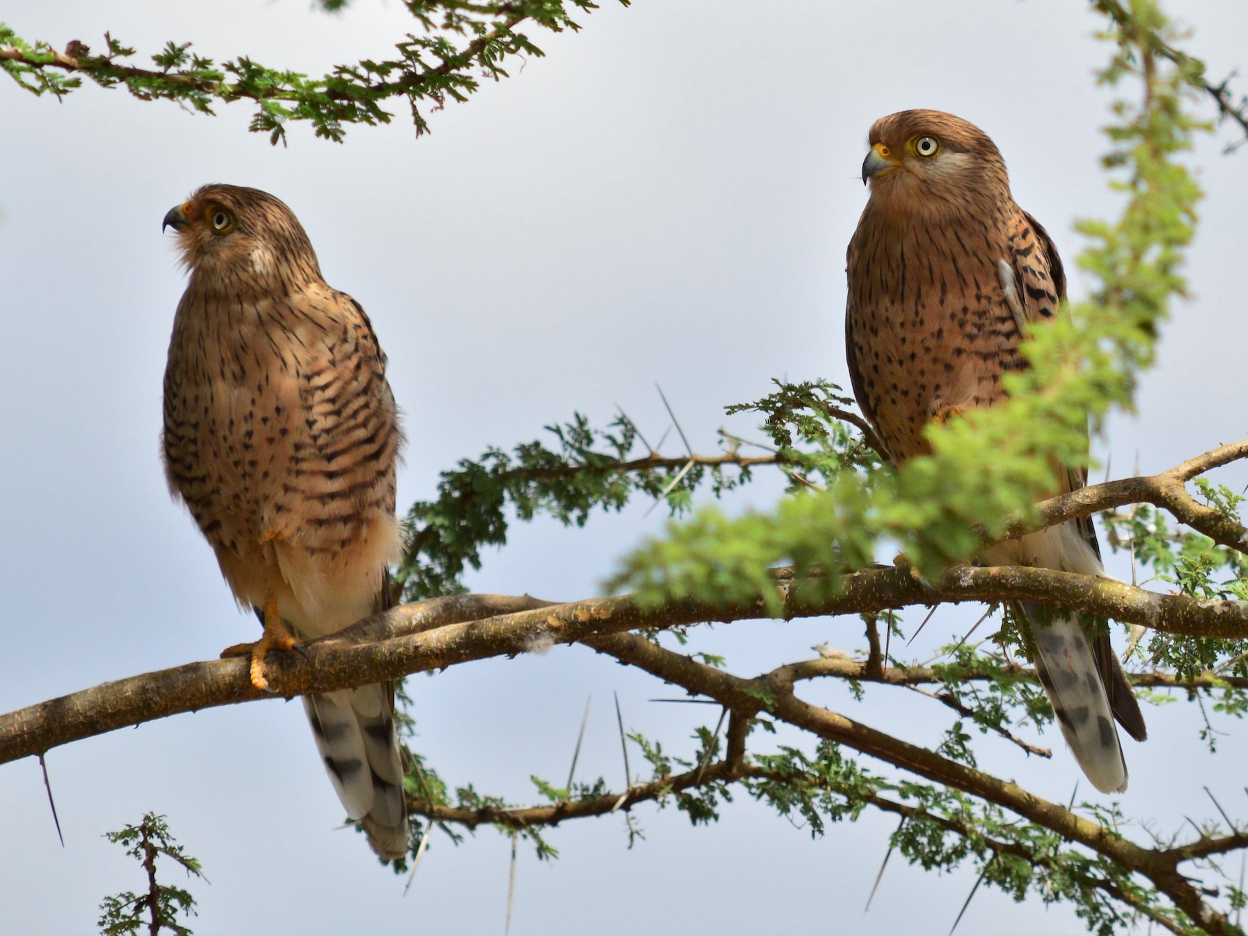 Greater Kestrel - eBird