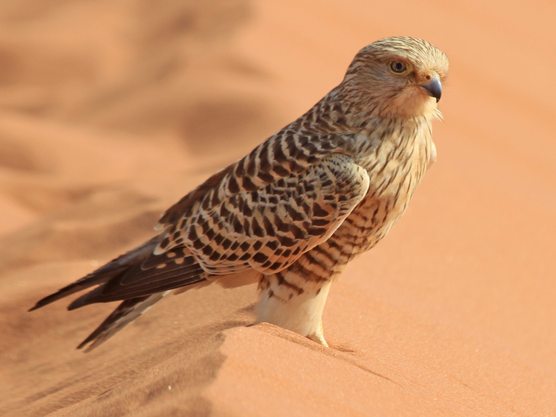Greater Kestrel - eBird
