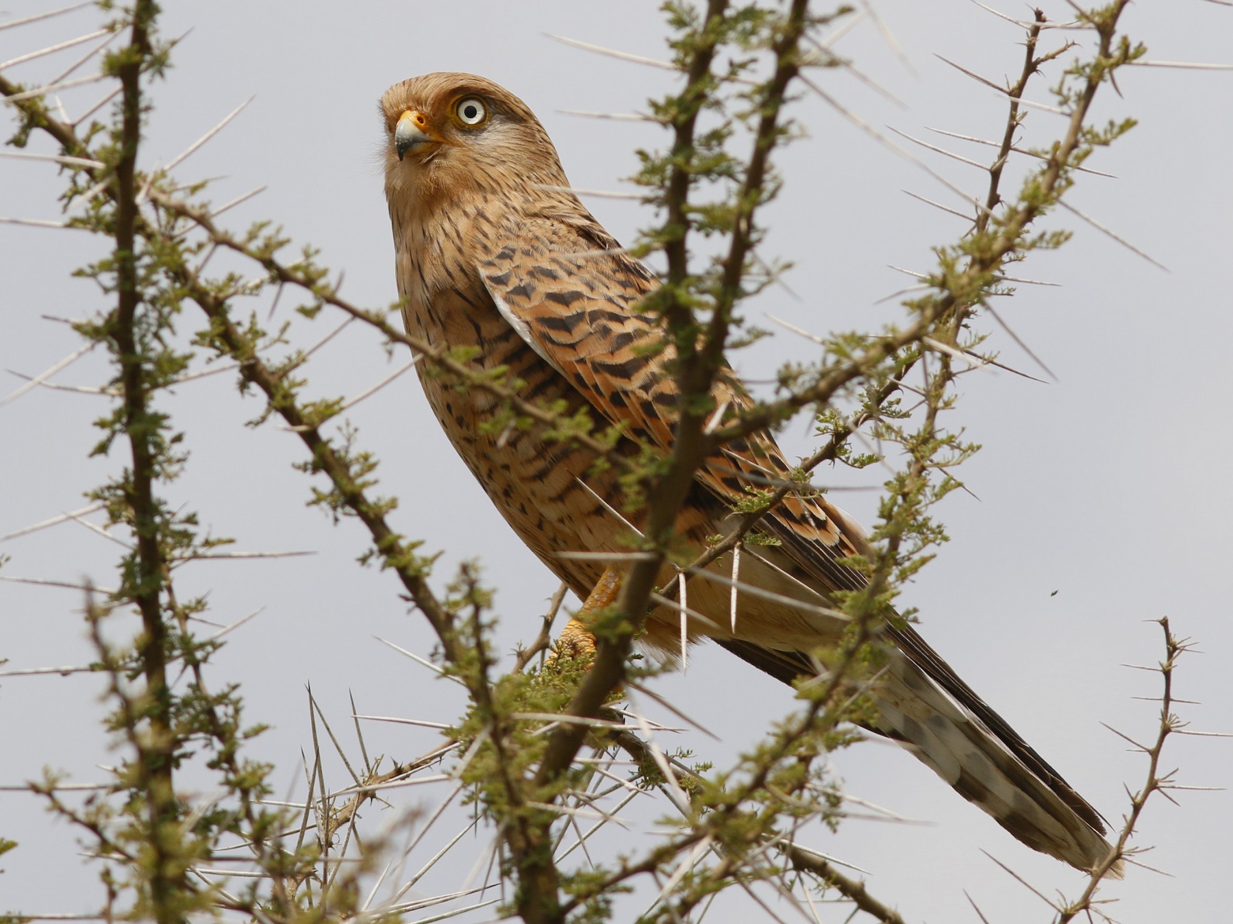 Greater Kestrel - eBird