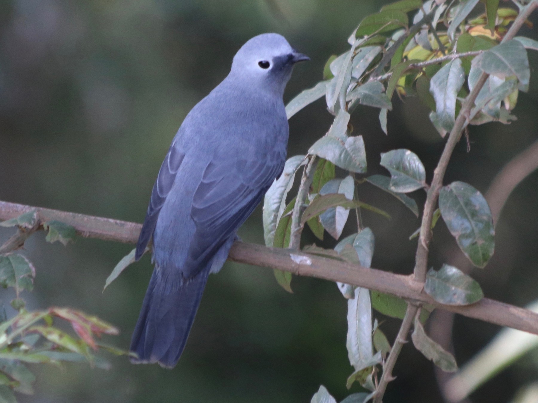 Gray Cuckooshrike - eBird