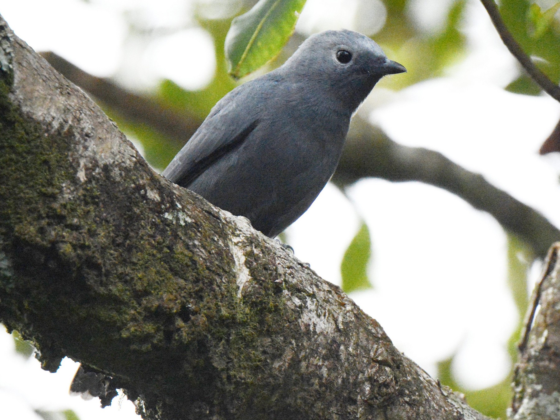 Grey Cuckoo-shrike - eBird