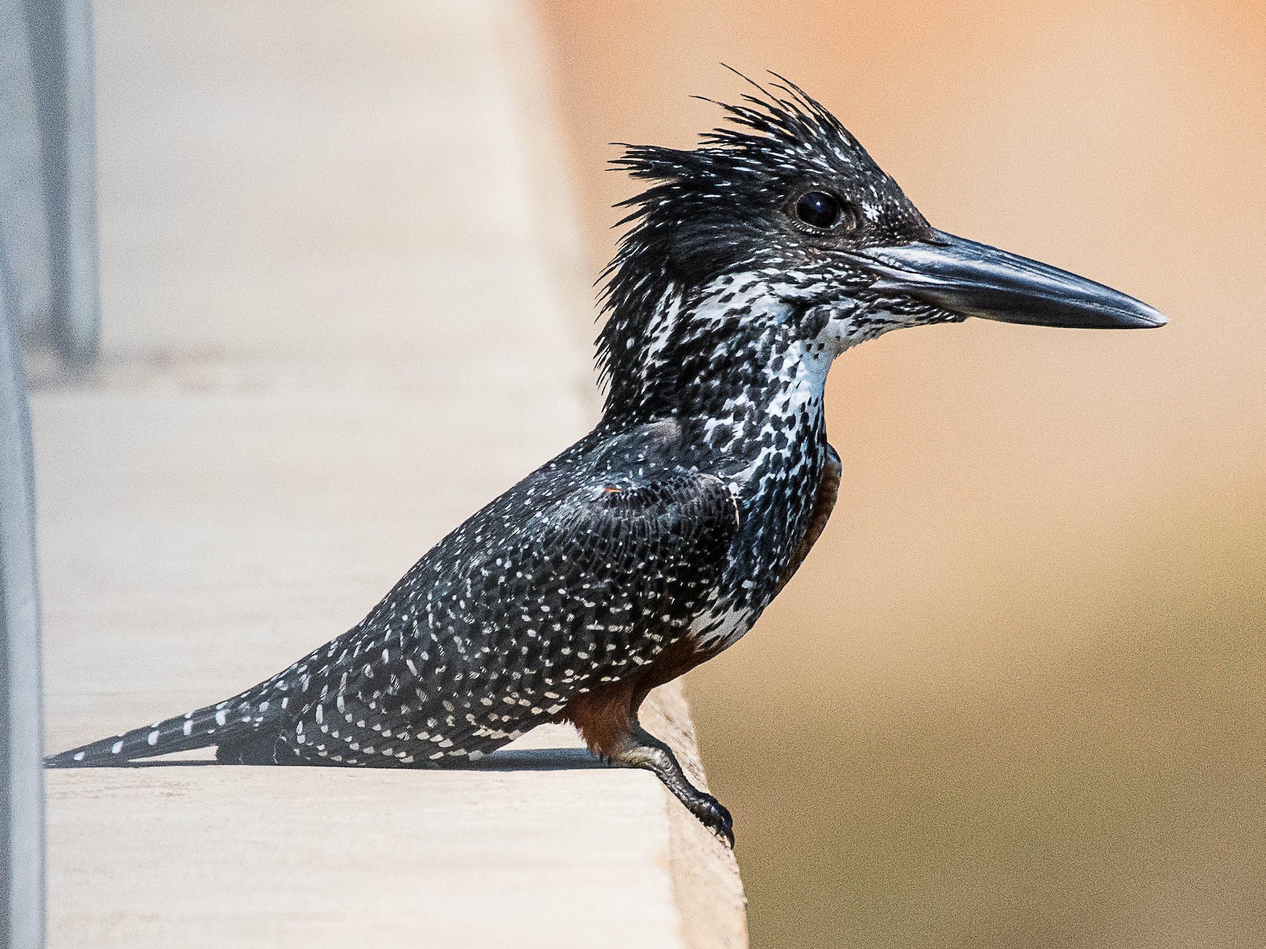 Giant Kingfisher - eBird