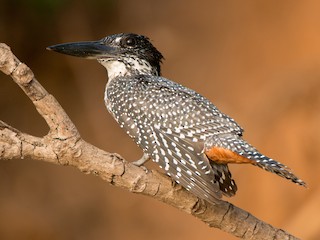 Giant Kingfisher - eBird