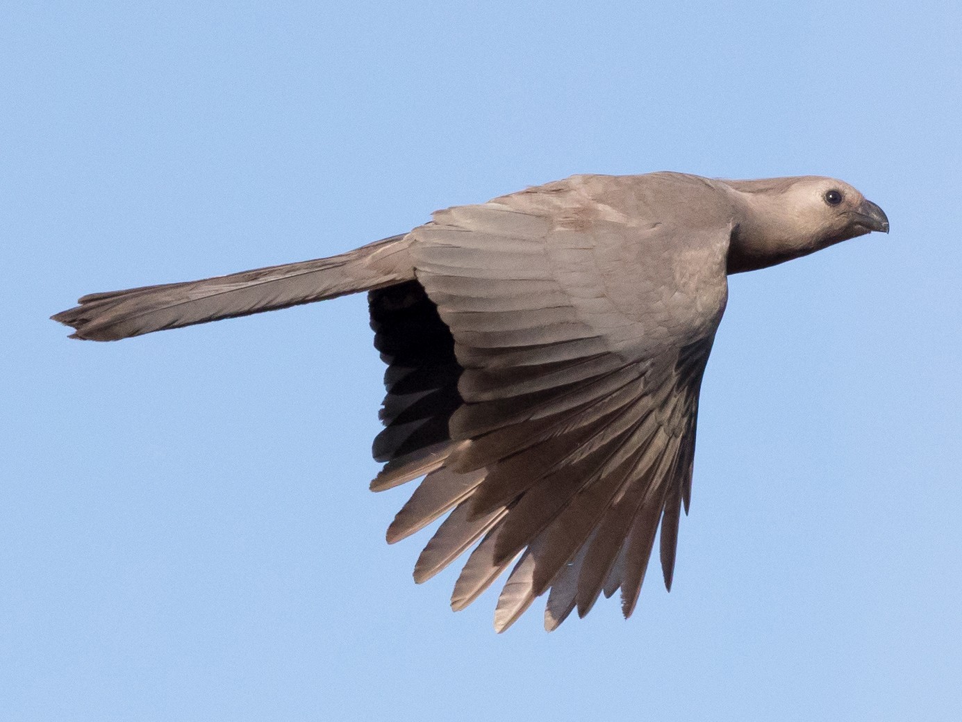 Gray Go-away-bird - eBird