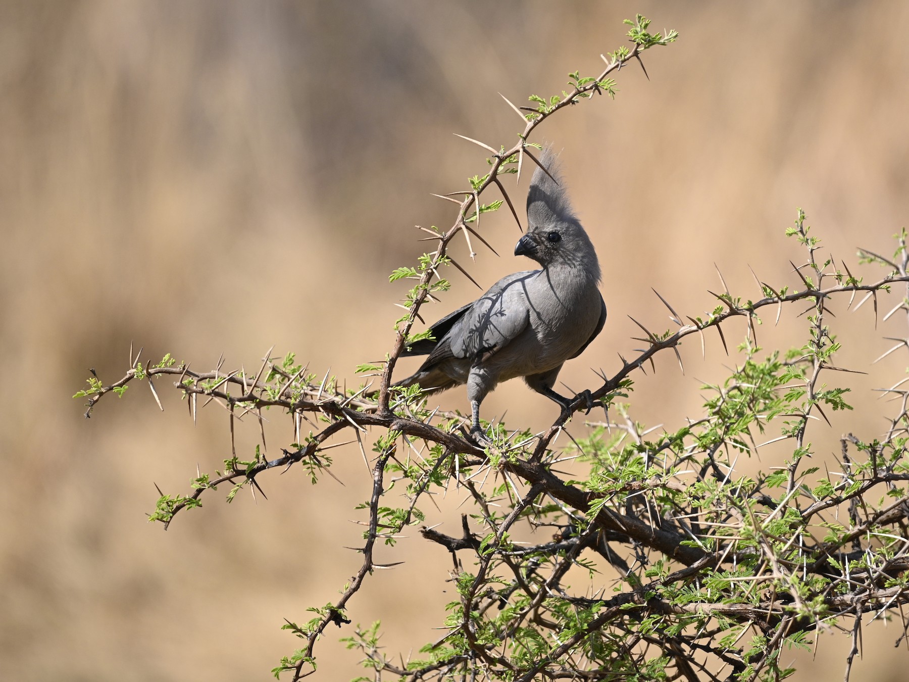 Gray Go-away-bird - eBird