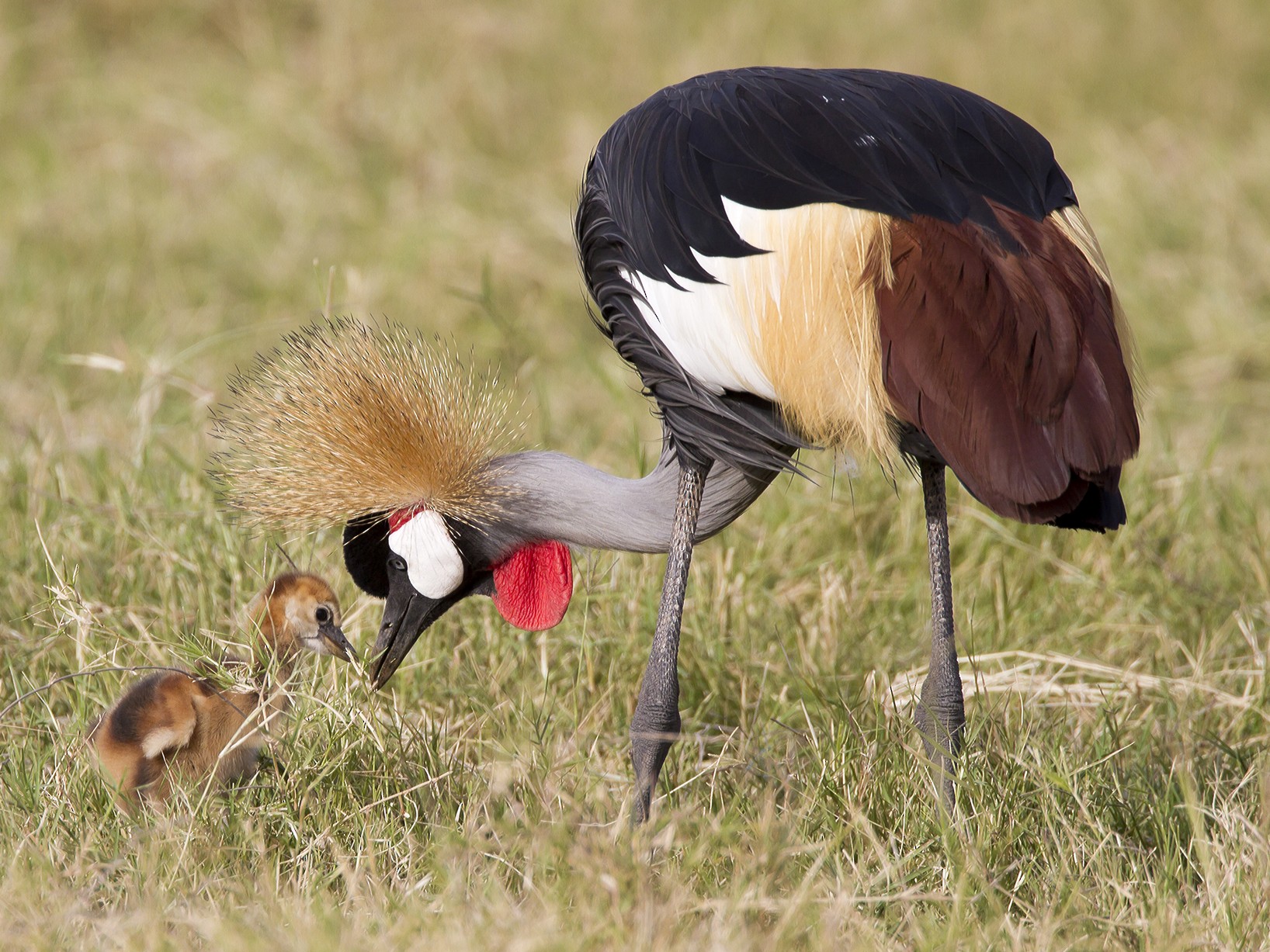 Gray Crowned-Crane - eBird