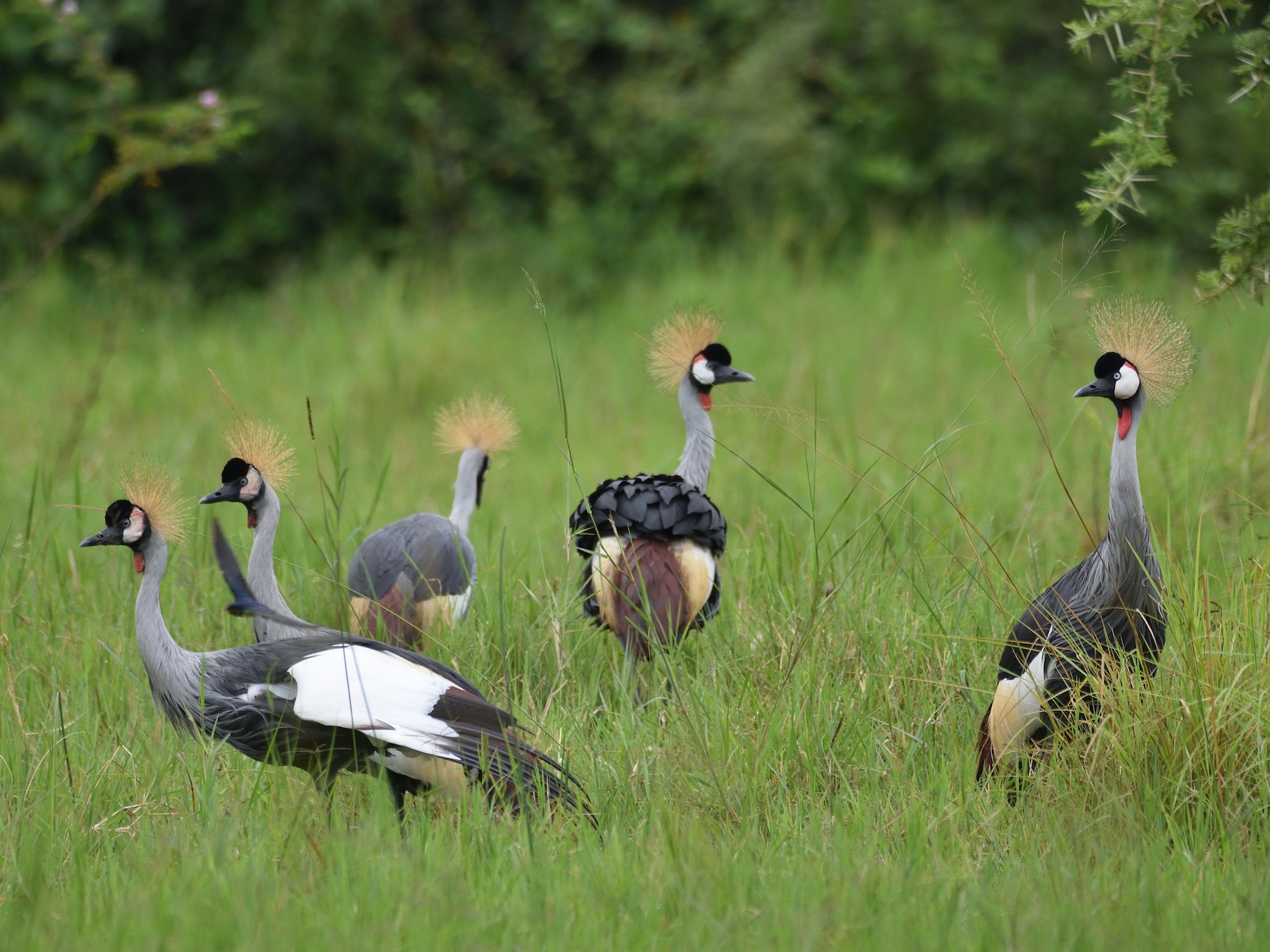 Gray Crowned-Crane - eBird