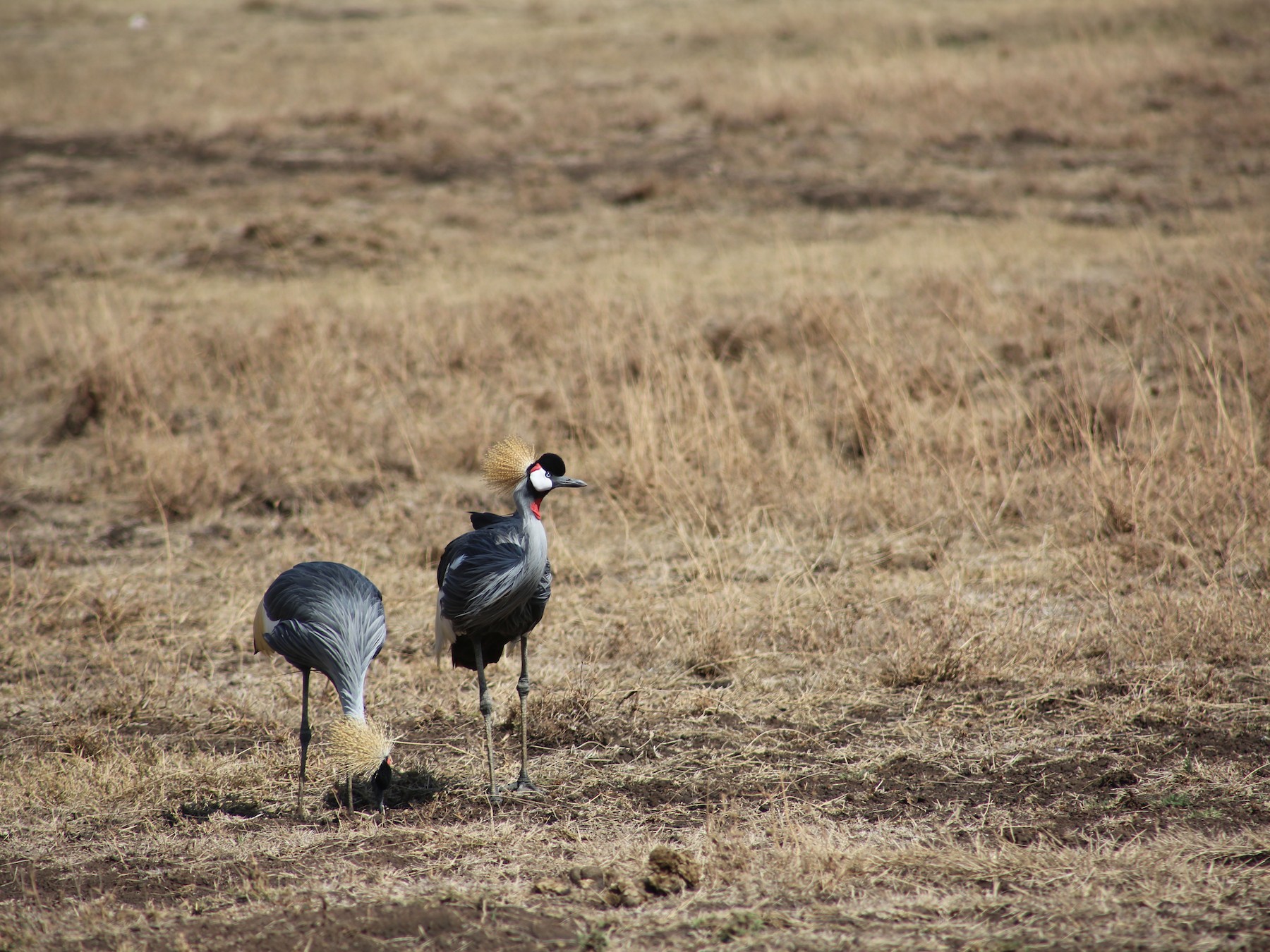 Gray Crowned-Crane - eBird