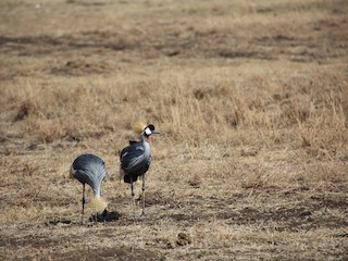 Gray Crowned-Crane - eBird